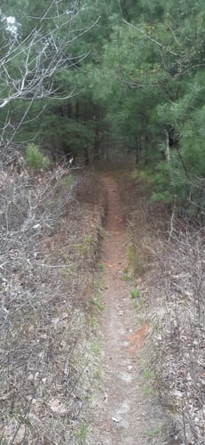 2023 Best Forest Trails in Myles Standish State Forest | AllTrails