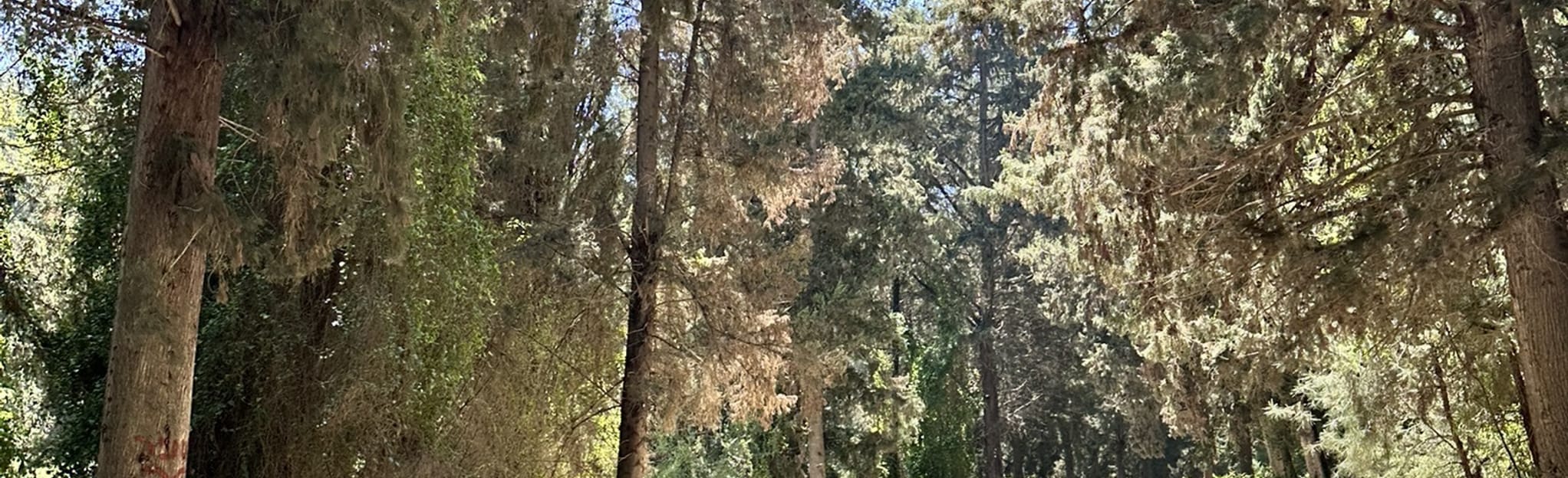 Yoqneam Illit to Ein HaShofet via HaZorea Forest, Northern District ...