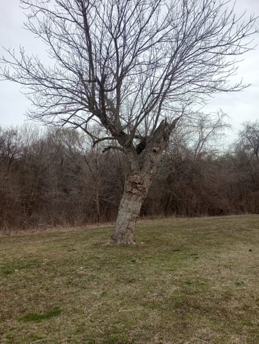 Best Hikes and Trails in Kelly Lane Park | AllTrails