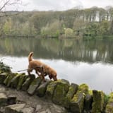 Linacre Reservoirs Circular, Derbyshire, England - 310 Reviews, Map ...