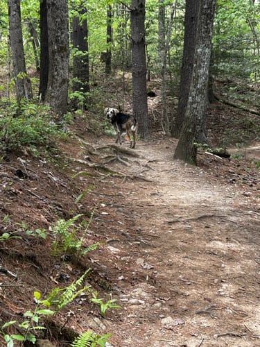 Best Hikes and Trails in Enka | AllTrails