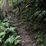 Furnas Lagoon Trail, Azores, Portugal - 229 Reviews, Map | AllTrails