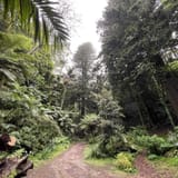 Furnas Lagoon Trail, Azores, Portugal - 229 Reviews, Map | AllTrails