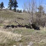 Hog Lake Loop, Washington - 264 Reviews, Map | AllTrails