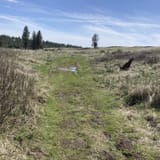 Hog Lake Loop, Washington - 225 Reviews, Map | AllTrails