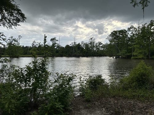 Best Hikes and Trails in Sam Houston Jones State Park | AllTrails