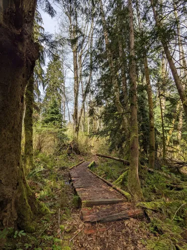 Best Hikes and Trails in Hansville Greenway | AllTrails