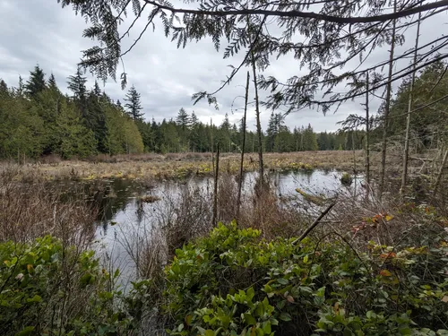 Best Hikes and Trails in Hansville Greenway | AllTrails
