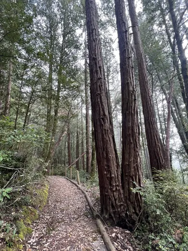 10 Best Trails and Hikes in Woodside | AllTrails