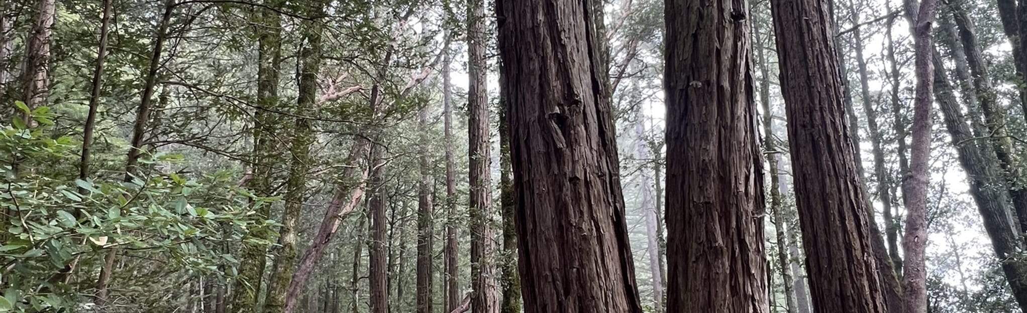 Purisima Creek Redwood Trail [CLOSED], California - 99 Reviews, Map ...