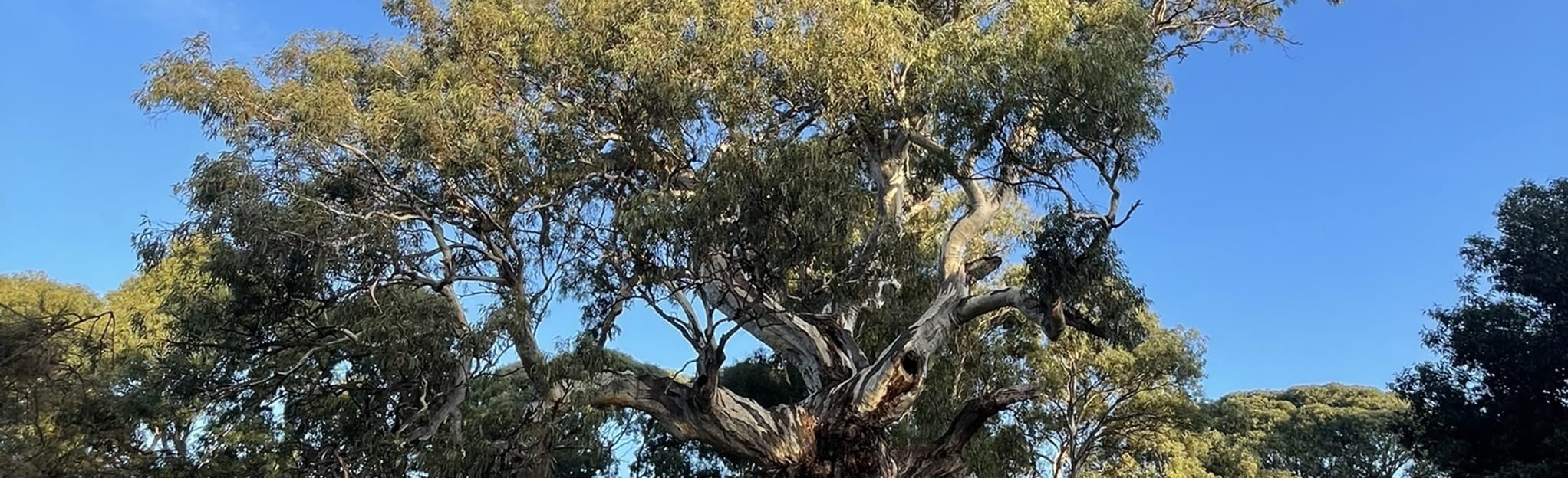 Sturt River Linear Park Trail, South Australia, Australia - 53 Reviews ...