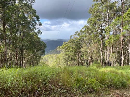 2023 Best Walking Trails in Lower Beechmont Conservation Area | AllTrails