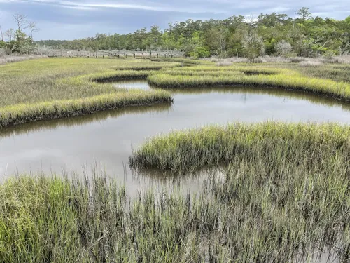10 Best Hikes and Trails in Croatan National Forest | AllTrails
