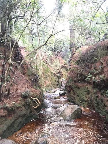 Best Hikes and Trails in Newlands Forest | AllTrails