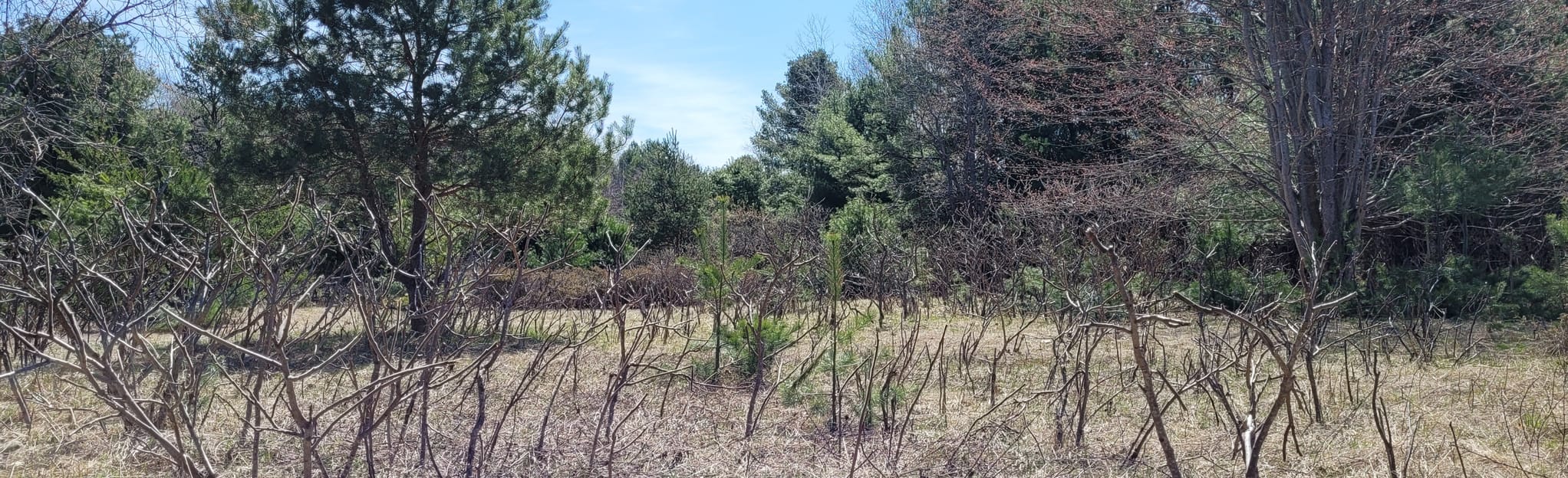 Beaumaris Short Forest Loop, Ontario, Canada - 4 Reviews, Map | AllTrails