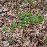 Mountain Tea State Forest Cabin and Pond, Indiana - 189 Reviews, Map ...