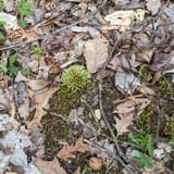 Mountain Tea State Forest Cabin and Pond, Indiana - 183 Reviews, Map ...