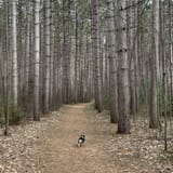 Pinhey Forest 31 Trail, Ontario, Canada - 616 Reviews, Map | AllTrails