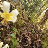 Bald Hill Natural Area Loop, Oregon - 341 Reviews, Map | AllTrails