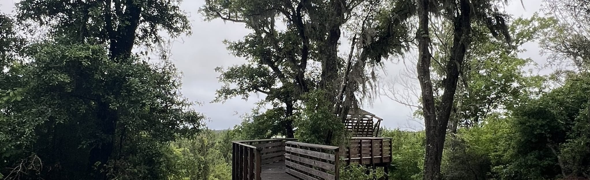 Gulf Oak Ridge Trail: 245 Reviews, Map - Alabama | AllTrails