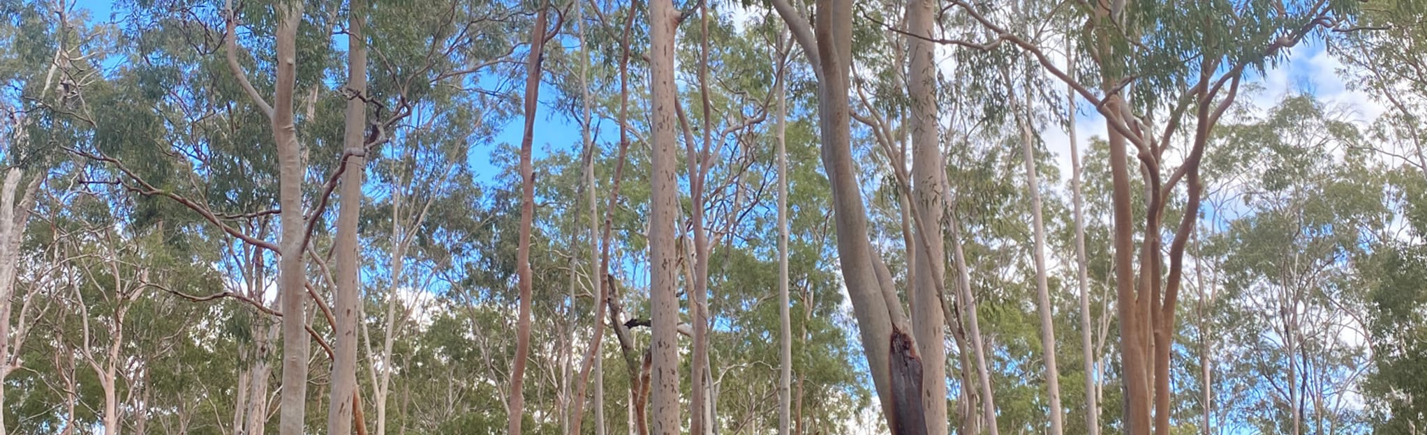 Wondai Medium Loop: 3 foto's - Queensland, Australië | Wandelen - AllTrails