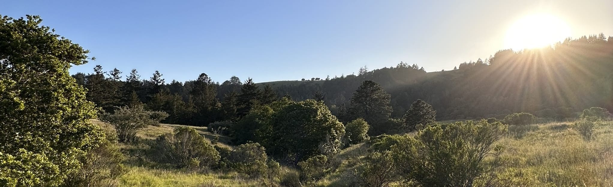 Pogonip Creek Nature Loop: 161 Reviews, Map - California | AllTrails