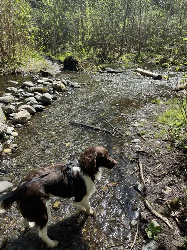 Best Hikes and Trails in Chilliwack River Provincial Park | AllTrails