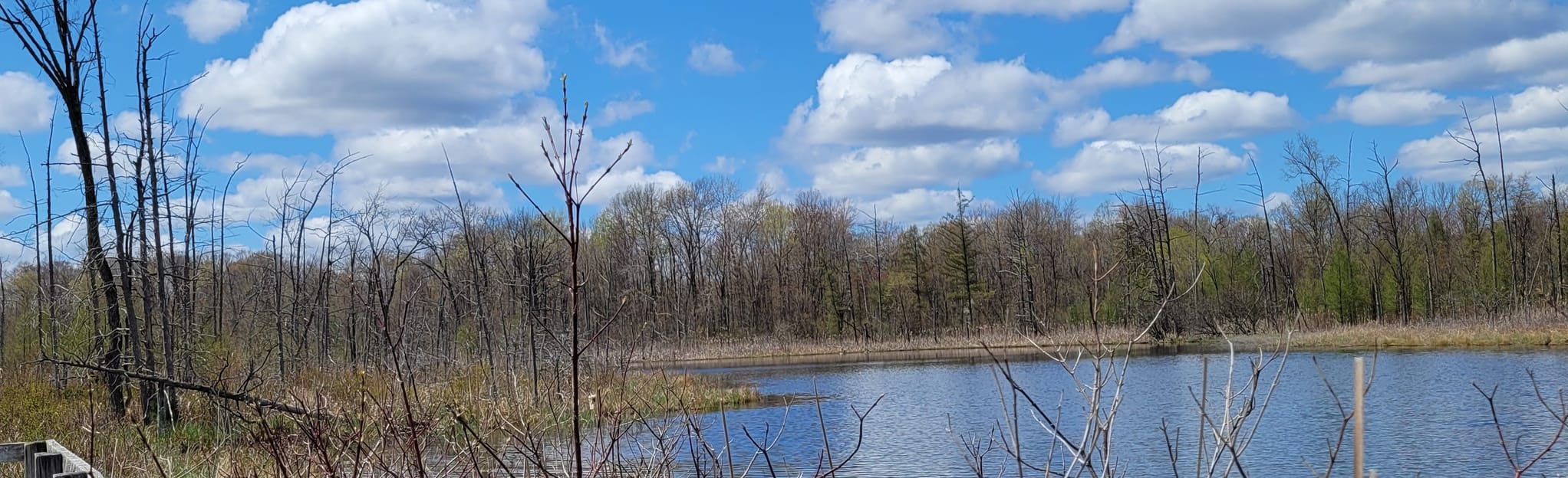 Woodland Trail to Timberland Lake, Michigan - 323 Reviews, Map | AllTrails