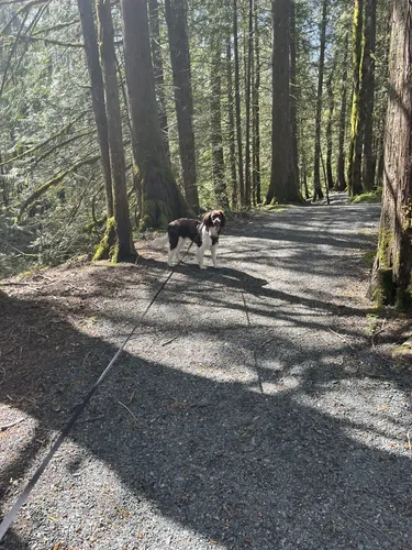 Best Hikes and Trails in Chilliwack River Provincial Park | AllTrails