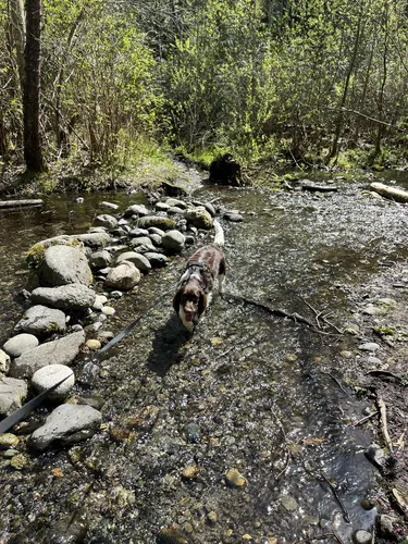 Best Hikes and Trails in Chilliwack River Provincial Park | AllTrails