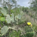 Oso Bay Wetlands Preserve, Texas - 384 Reviews, Map | AllTrails