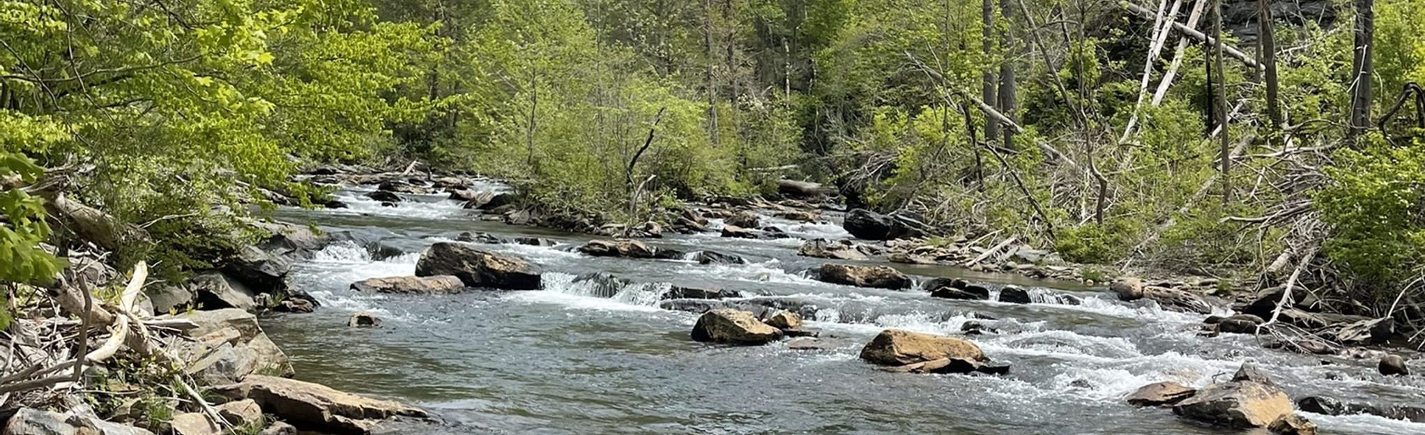 Beech Bottom Trail, Tennessee - 345 Reviews, Map | AllTrails