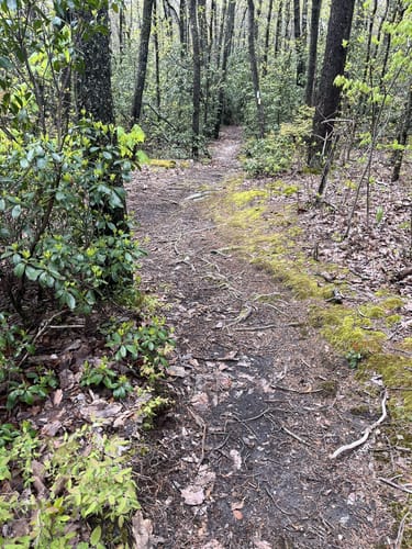 Best Hikes and Trails in Justin P. Wilson Cumberland Trail State Park ...