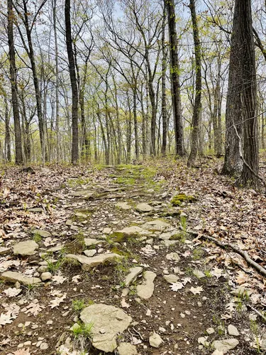 Best Hikes and Trails in Webb Mountain Discovery Zone | AllTrails