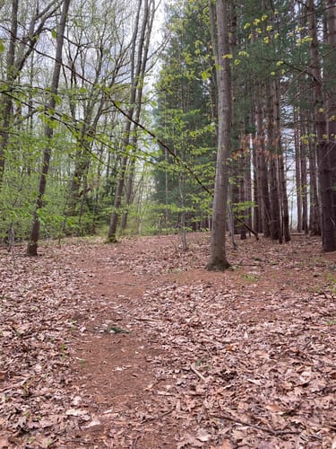 Best Hikes and Trails in Three Rivers Wildlife Management Area | AllTrails