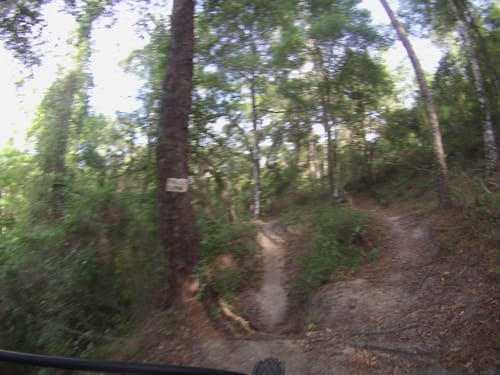 Best Hikes and Trails in Croom Wildlife Management Area | AllTrails