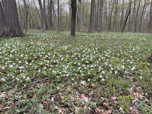 2023 Best Wheelchair Friendly Trails in Meacham Grove Forest Preserve ...