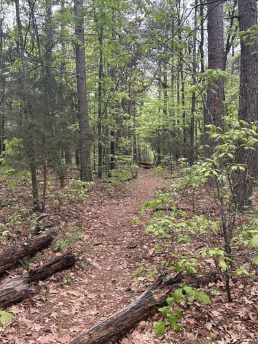 Best Hikes and Trails in Devils Backbone Wilderness | AllTrails