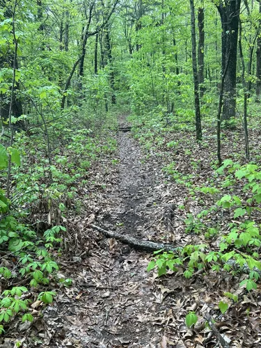 Best Hikes and Trails in Devils Backbone Wilderness | AllTrails