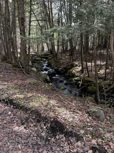 Best Hikes and Trails in Pack Demonstration Forest | AllTrails