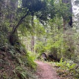 Miner's Ridge Trail, Clintonia Trail, and Gold Bluffs Beach Loop ...