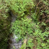 Miner's Ridge Trail, Clintonia Trail, and Gold Bluffs Beach Loop ...