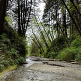 Miner's Ridge Trail, Clintonia Trail, and Gold Bluffs Beach Loop ...