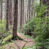 Miner's Ridge Trail, Clintonia Trail, and Gold Bluffs Beach Loop ...