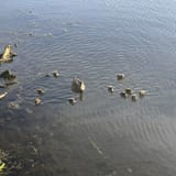 Lake Merritt, California - 3,143 Reviews, Map | AllTrails