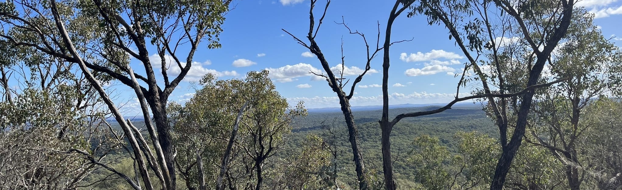 Mount Black, Victoria, Australia - 6 Reviews, Map | AllTrails