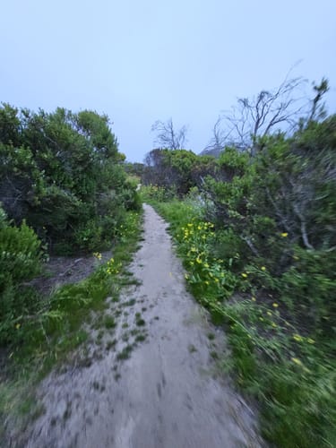 Best Hikes and Trails in Coal Oil Point Reserve | AllTrails