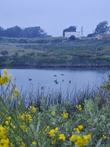 Best Hikes and Trails in Coal Oil Point Reserve | AllTrails