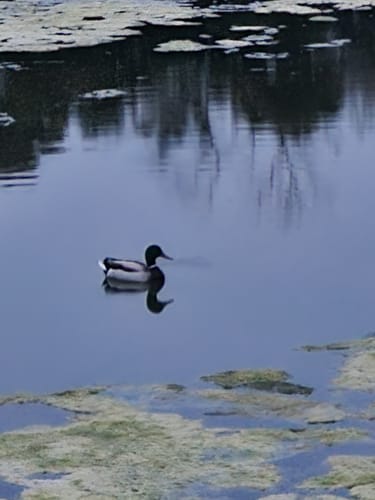 Best Hikes and Trails in Coal Oil Point Reserve | AllTrails