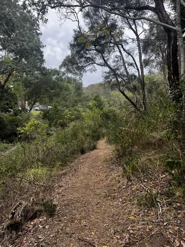 Best Hikes and Trails in Jimna State Forest | AllTrails